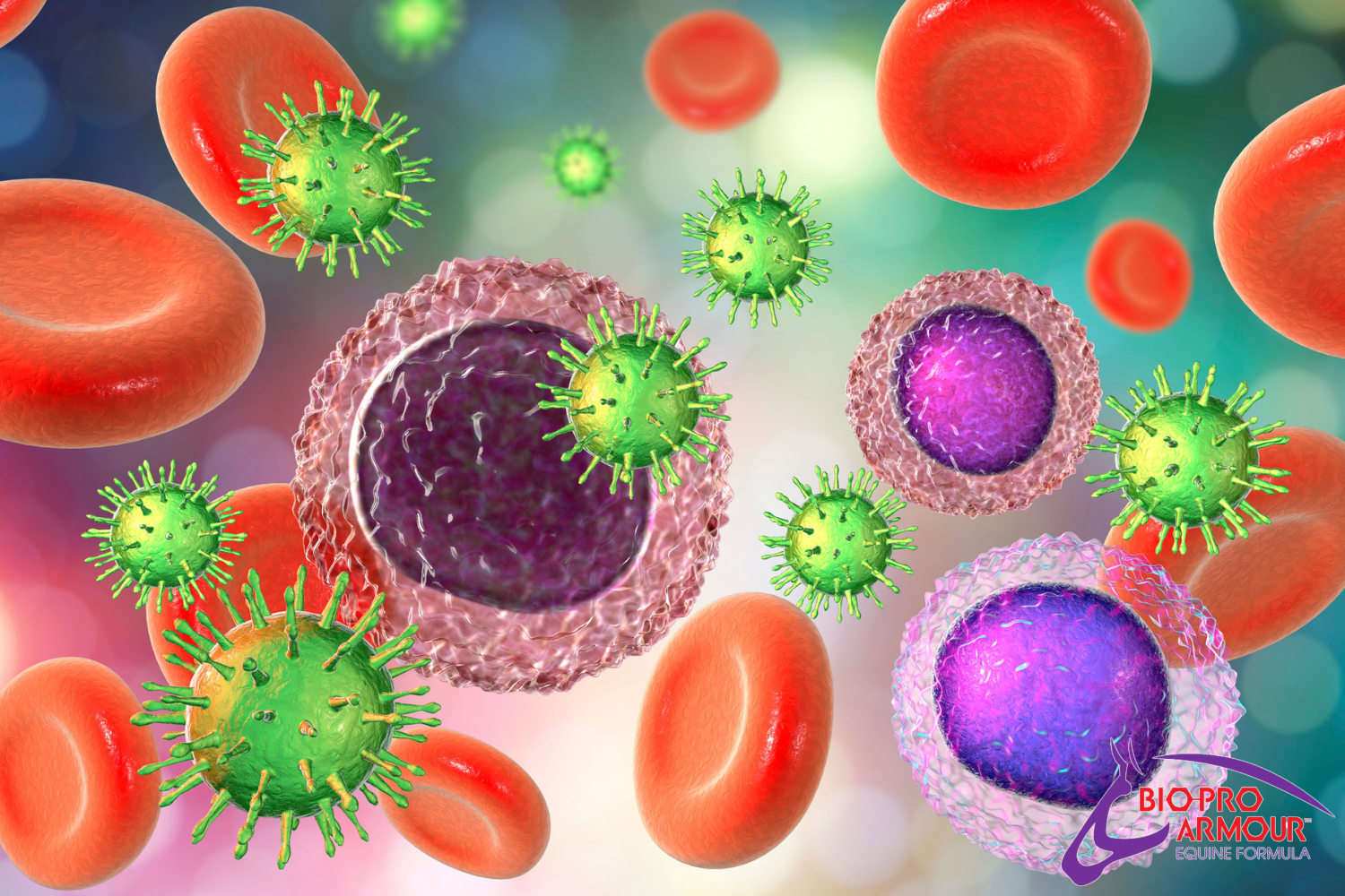 Equine Immune System Function - %%sitename%% – Natures Animal Products